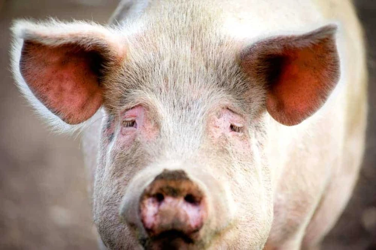 60 citations de la ferme animale sur le pouvoir de trop de pouvoir ...